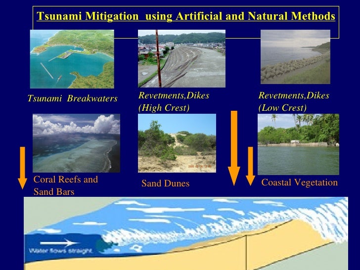 Investigations on the Effectiveness of Coastal Vegetation in Tsunami