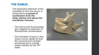 Oral Biology | PPTX