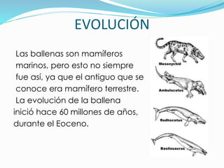 Evolución De La Ballena