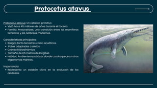 Ballenas, árbol genealógico y su descendencia. | PDF