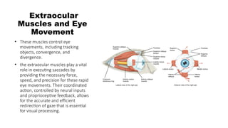 Ballistic Movement Of Eye in biophysics.pptx