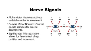 Ballistic Movement Of Eye in biophysics.pptx