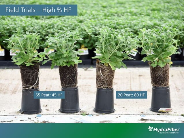 Success with Garden Mums Using HydraFiber | PPTX