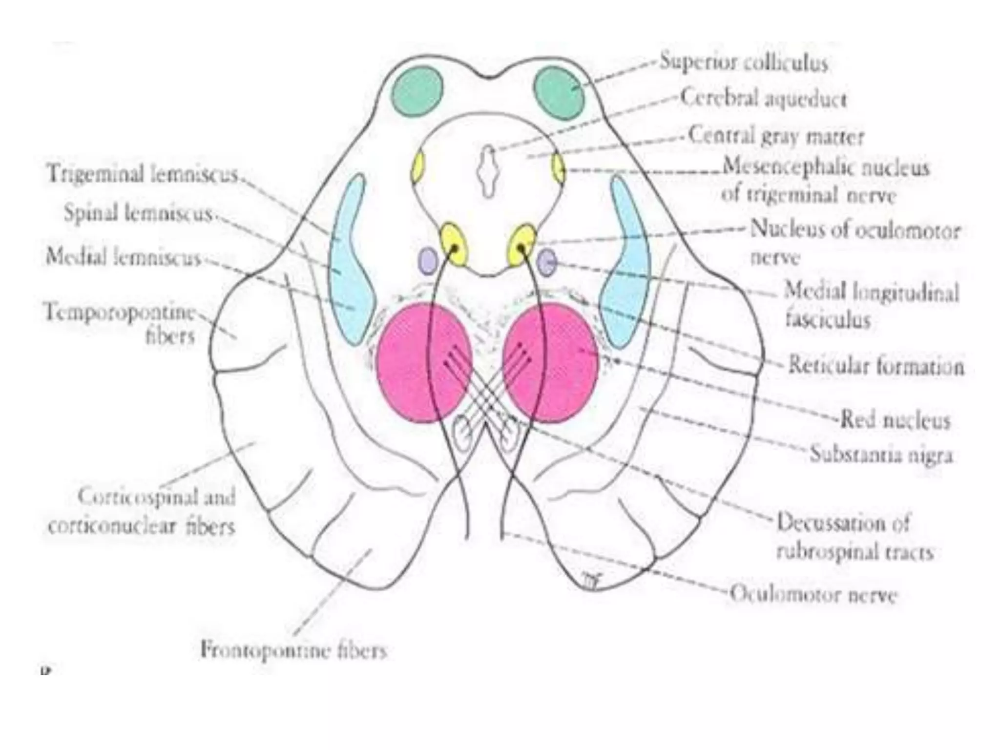 Anatomy of the mid brain | PPTX