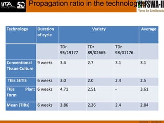 Overview of achievements on pre-basic seed production in 2017 | PPTX ...