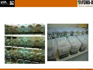 Overview of achievements on pre-basic seed production in 2017 | PPTX ...