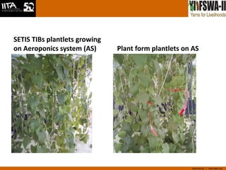 Overview of achievements on pre-basic seed production in 2017 | PPTX ...