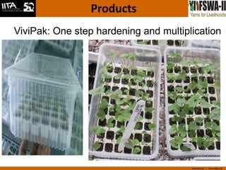 Overview of achievements on pre-basic seed production in 2017 | PPTX ...