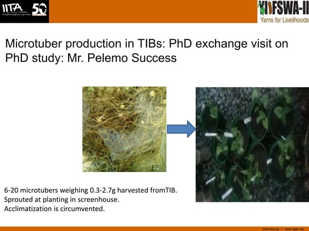 Overview of achievements on pre-basic seed production in 2017 | PPT