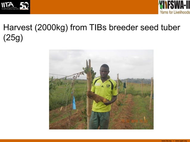 Overview of achievements on pre-basic seed production in 2017 | PPT