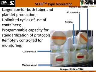 Overview of achievements on pre-basic seed production in 2017 | PPTX ...