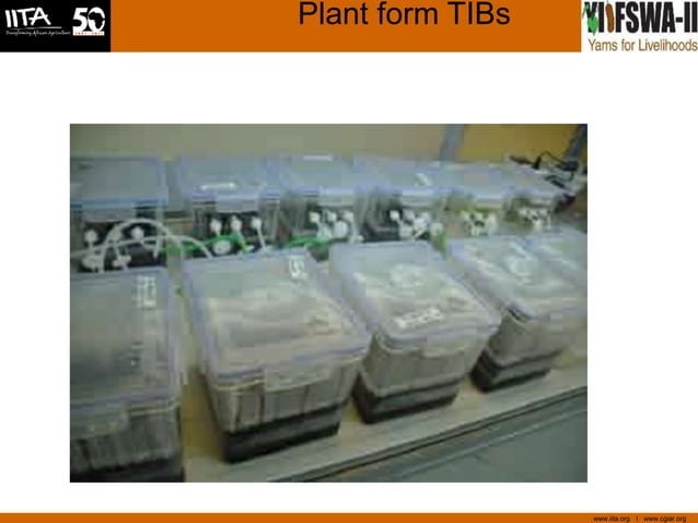 Overview of achievements on pre-basic seed production in 2017 | PPT