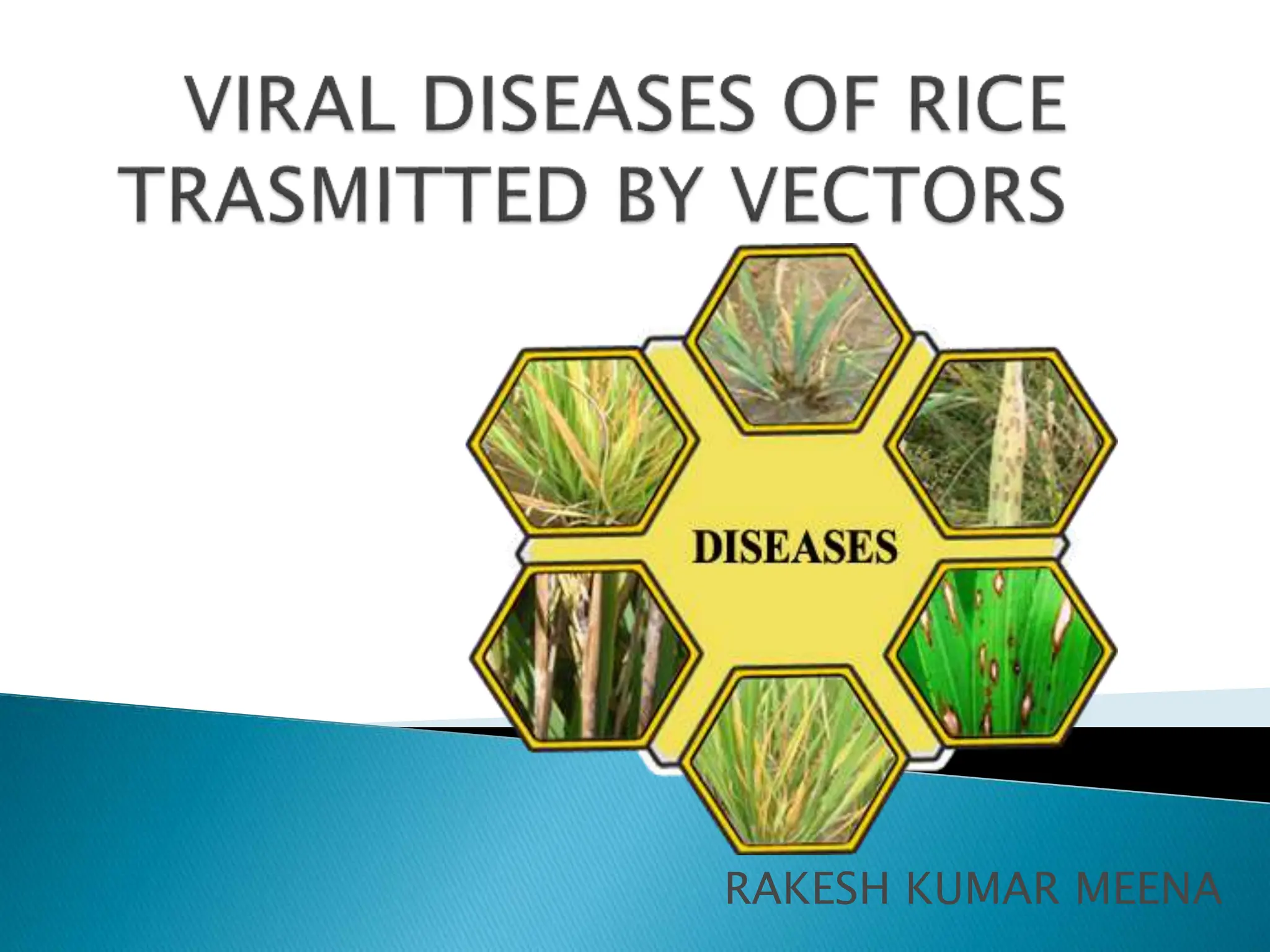 VIRAL DISEASES OF RICE TRASMITTED BY VECTORS | PPT