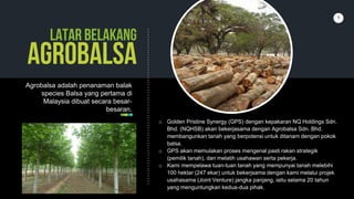 BALSA PLANTATION PROPOSAL PRESENTATION.pdf