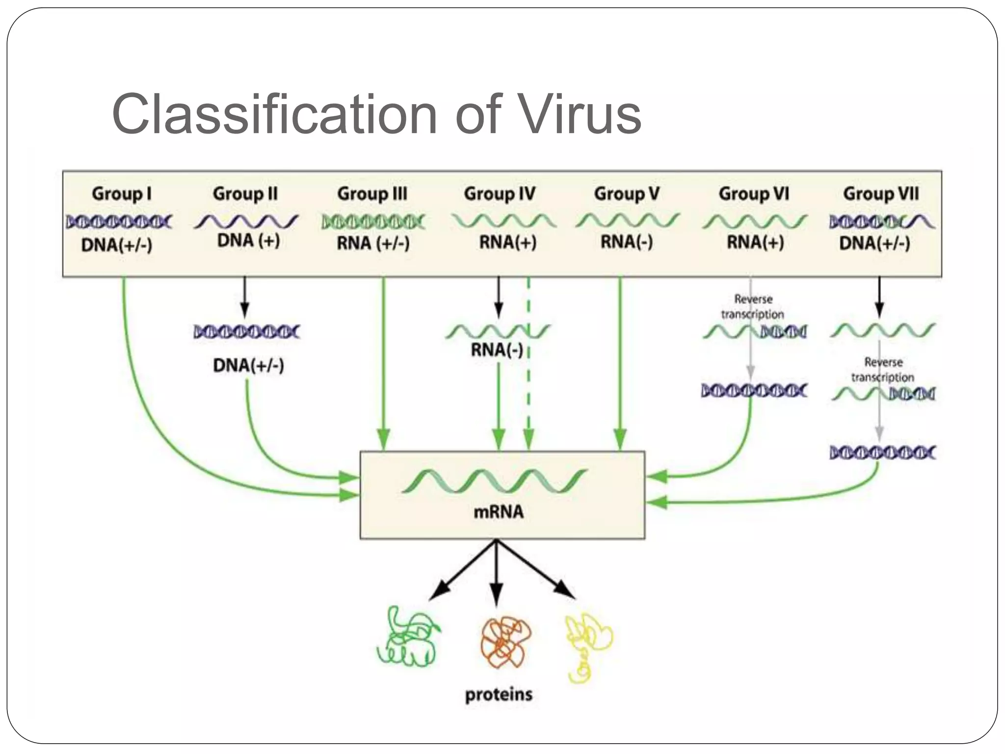 Baltimore classification virus | PPTX