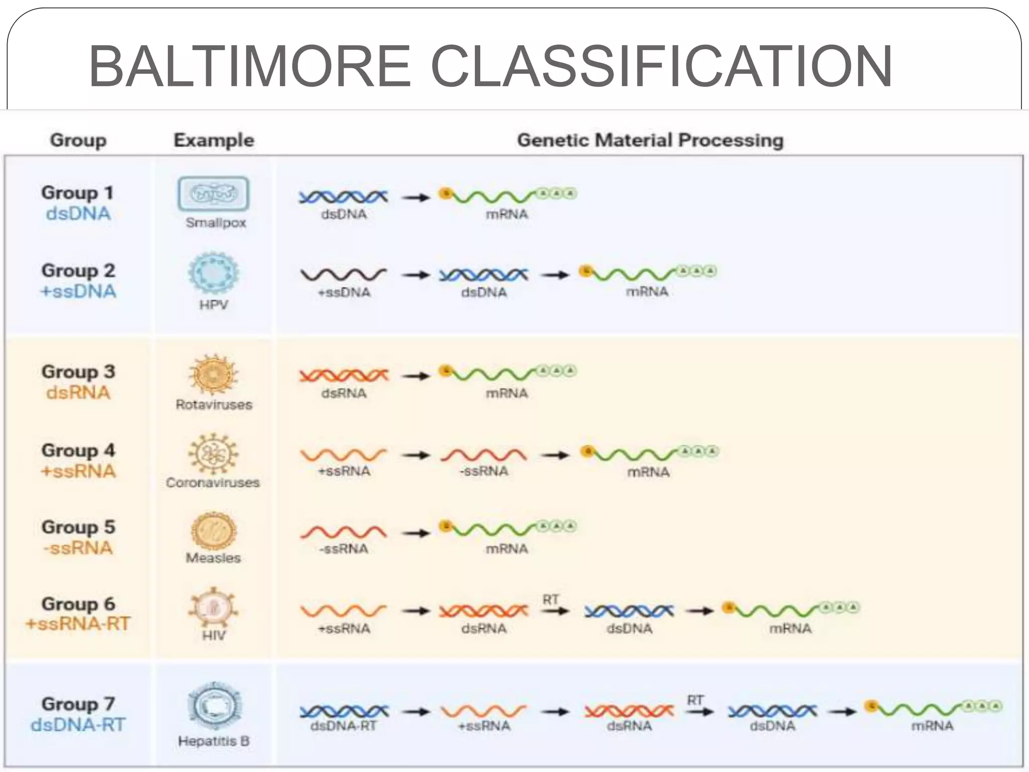 Baltimore classification virus | PPTX
