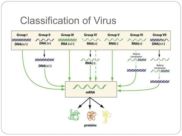 Baltimore classification virus | PPTX