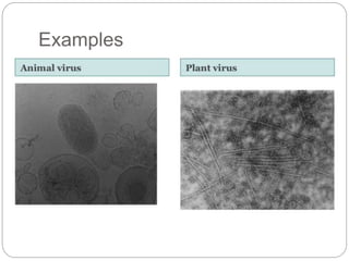 Baltimore classification virus | PPTX