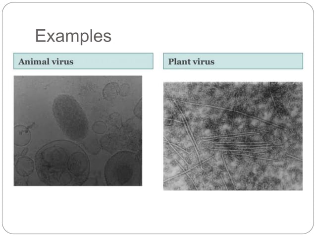 Baltimore classification virus | PPTX