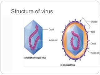Baltimore classification virus | PPTX