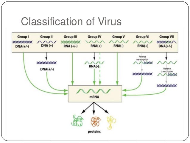 Baltimore classification virus