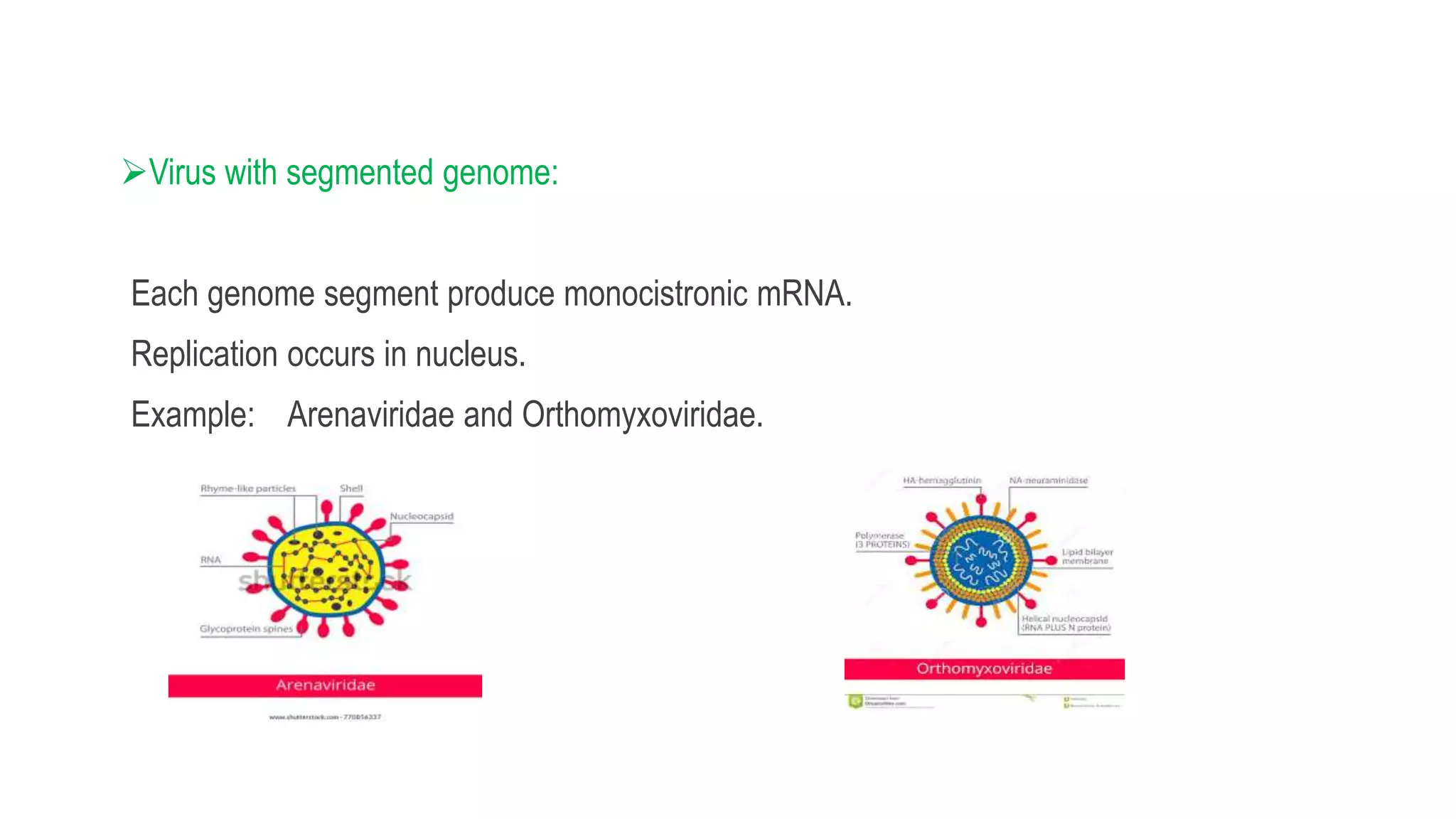 Baltimore classification of viruse 1 | PPTX