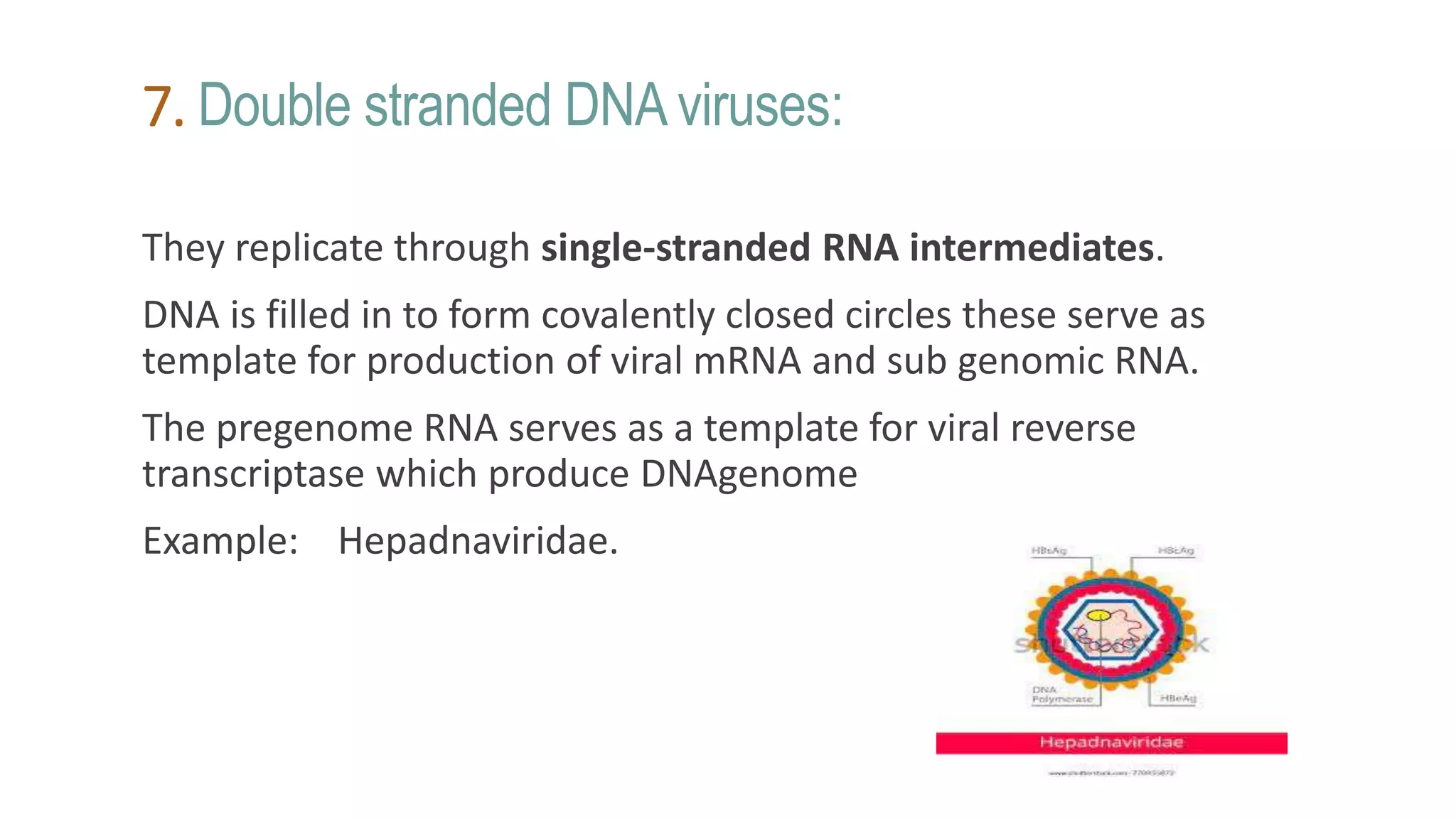 Baltimore classification of viruse 1 | PPTX