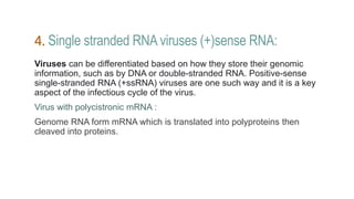 Baltimore classification of viruse 1 | PPTX