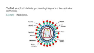 Baltimore classification of viruse 1 | PPTX