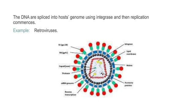 Baltimore classification of viruse 1 | PPTX