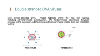 Baltimore classification of viruse 1 | PPTX