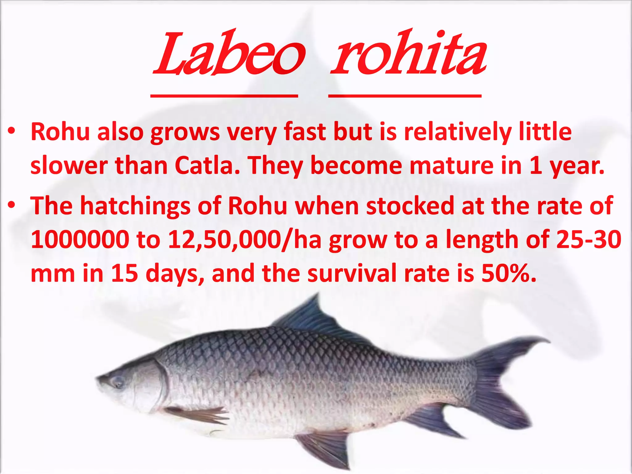 Types of Cultivable Fishes | PPTX
