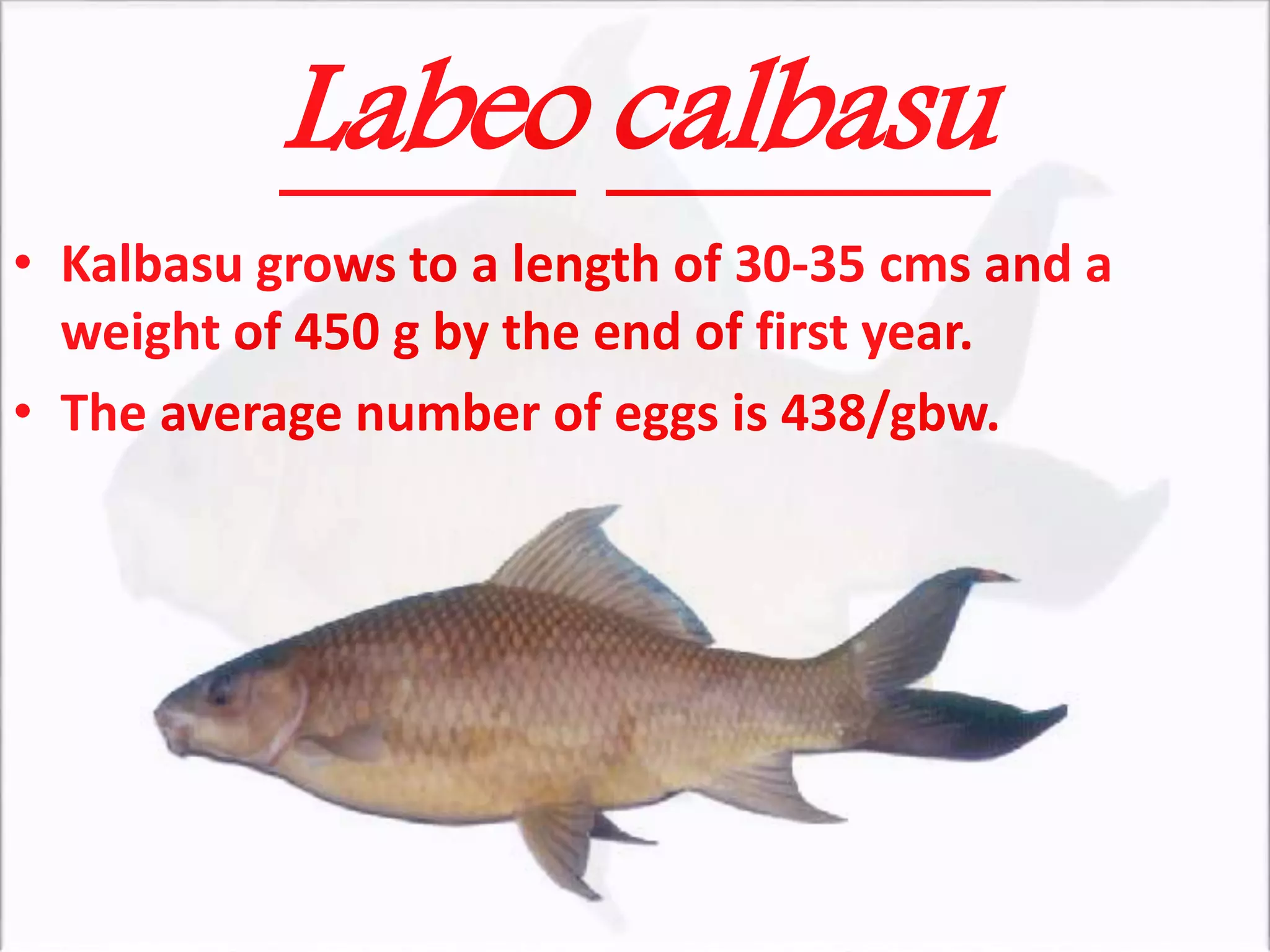 Types of Cultivable Fishes | PPTX | Fish and Aquariums | Pets