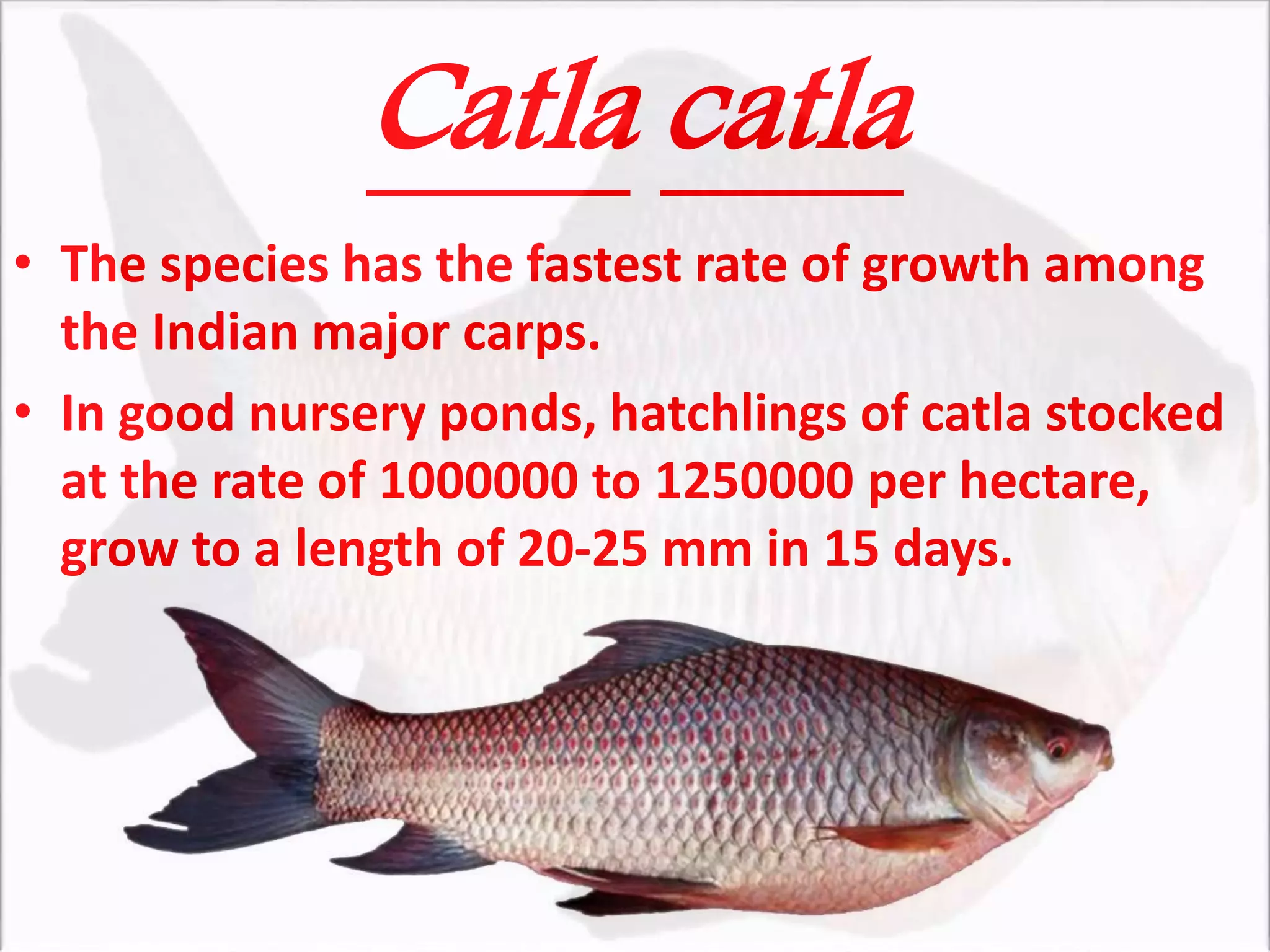 Types of Cultivable Fishes | PPTX