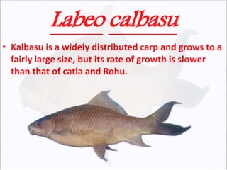 Types of Cultivable Fishes | PPTX