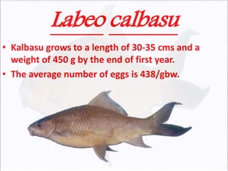 Types of Cultivable Fishes | PPTX