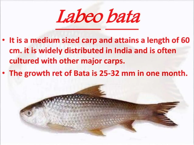 Types of Cultivable Fishes | PPTX | Fish and Aquariums | Pets