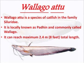 Types of Cultivable Fishes | PPTX