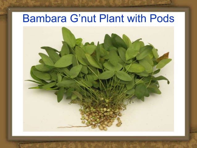 Bambara Groundnut Adaptive Trials in India by Dr. M S Basu | PPT