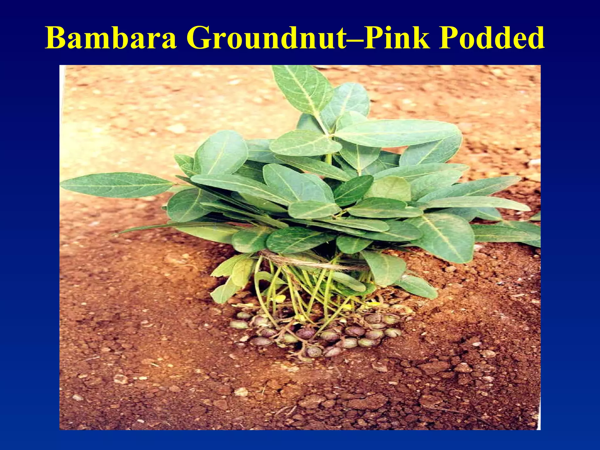 Bambara Groundnut Potential in SAT Region of India | PPT
