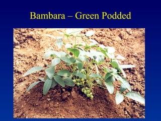 Bambara Groundnut Potential in SAT Region of India | PPT