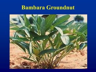 Bambara Groundnut Potential in SAT Region of India | PPT
