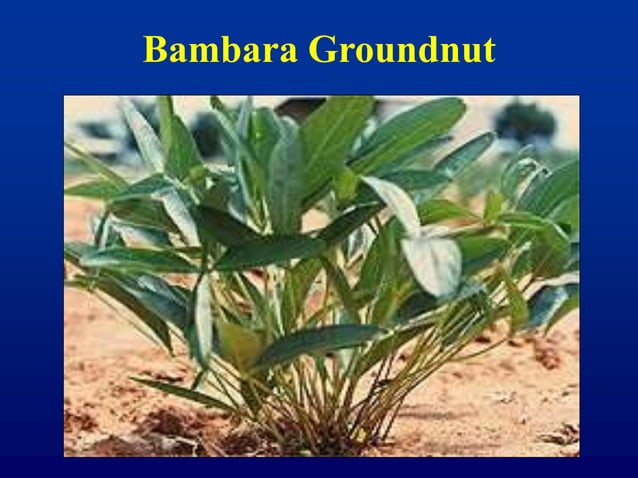 Bambara Groundnut Potential in SAT Region of India | PPT