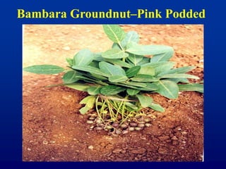 Bambara Groundnut Potential in SAT Region of India | PPT