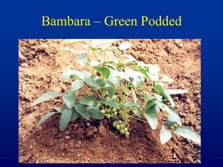 Bambara Groundnut Potential in SAT Region of India | PPT