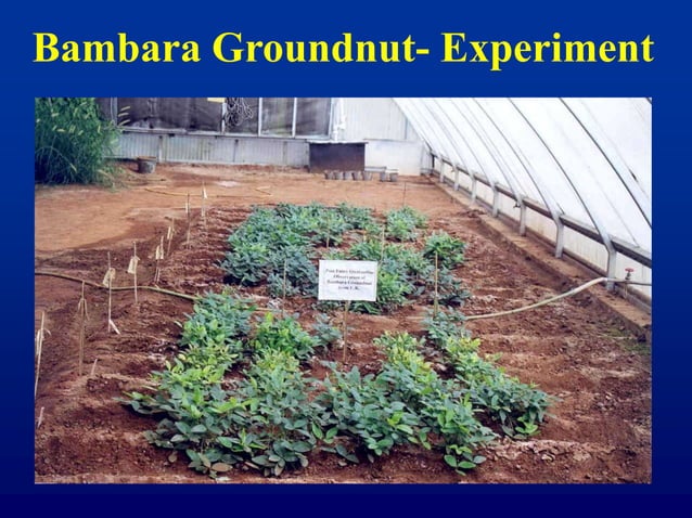 Bambara Groundnut Potential in SAT Region of India | PPT