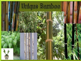Bamboo business plan | PPTX