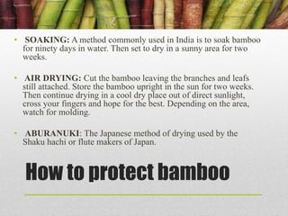 Bamboo | PPTX