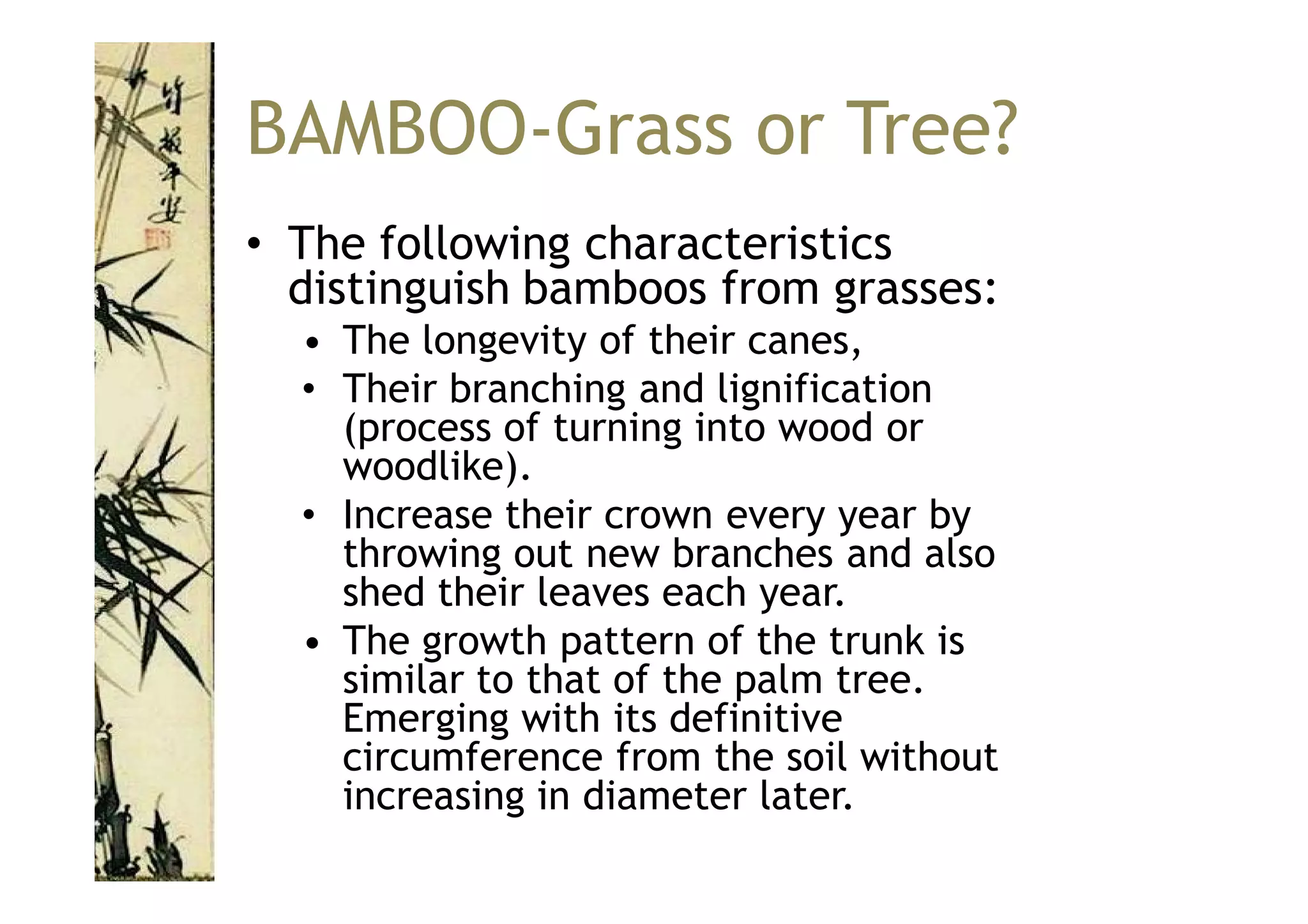 Bamboo | PDF