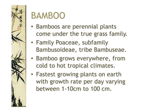 Bamboo | PDF